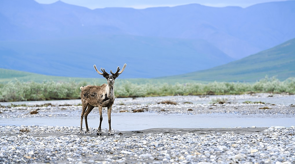 Protecting the 'Sacred Place where Life Begins': Bernadette Demientieff ...